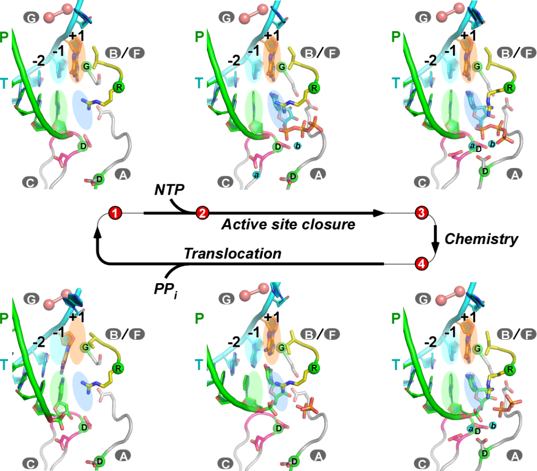 NAR︱武汉病毒所龚鹏团队揭示病毒RdRP核苷酸催化循环新机制 - 知乎