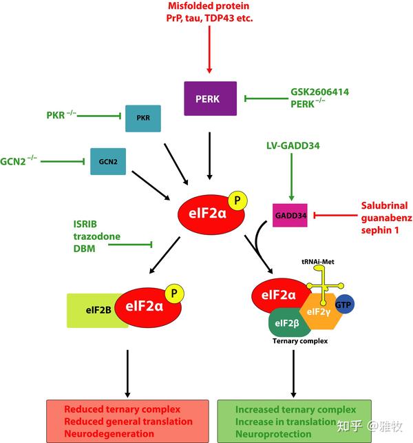 综合应激反应在渐冻症（ALS）中的作用 - 知乎