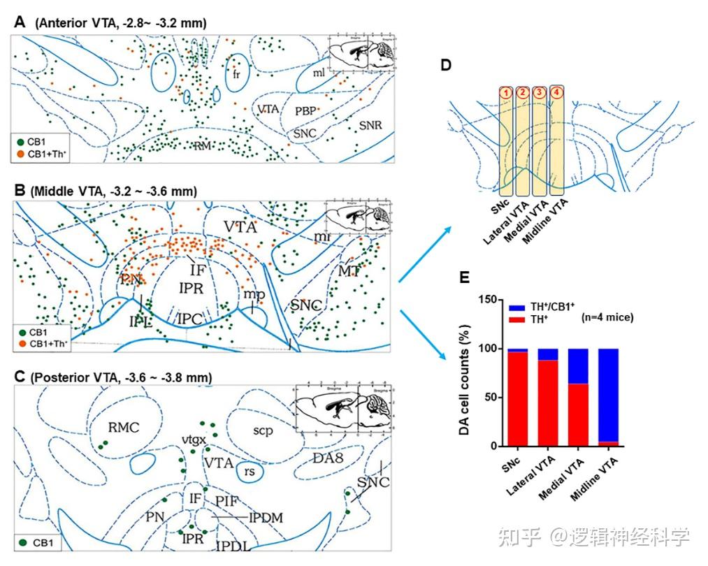 J Neurosci︱美国NIH席正雄团队发现大麻非成瘾效应的新机制 - 知乎