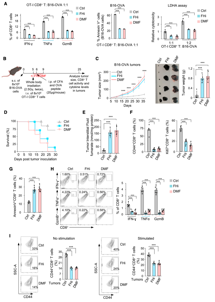 Cell Metabolism丨癌细胞来源的富马酸盐抑制肿瘤微环境中 CD8+ T 细胞的抗肿瘤能力 - 知乎