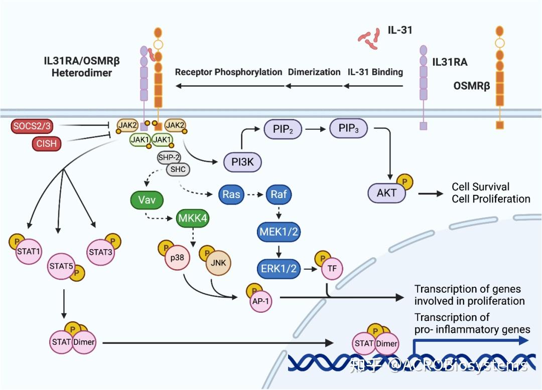 白细胞介素 (ILs) 家族热门靶点大盘点 - 知乎