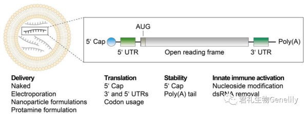 肿瘤免疫治疗中的mRNA疗法 - 知乎