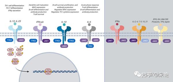 JAK抑制剂：斑秃患者的新希望 - 知乎