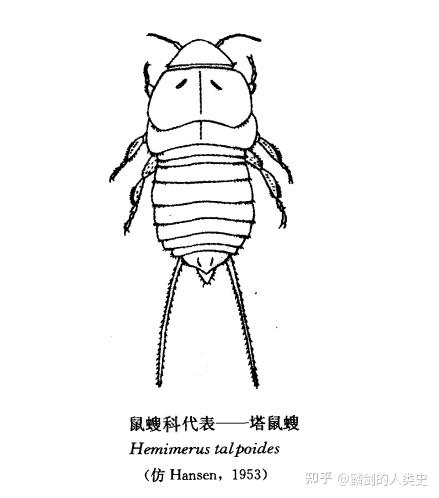 【动物界全系列】新翅下纲—革翅目 - 知乎