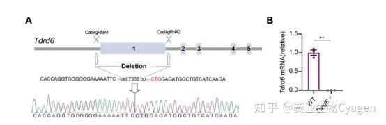 MedComm：全球首例TDRD6基因变异男性不育获成功治愈 - 知乎