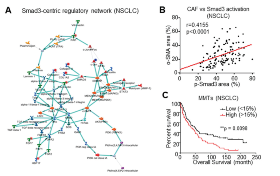 Smad3通过巨噬细胞-成纤维细胞转化促进肿瘤相关成纤维细胞生成 - 知乎