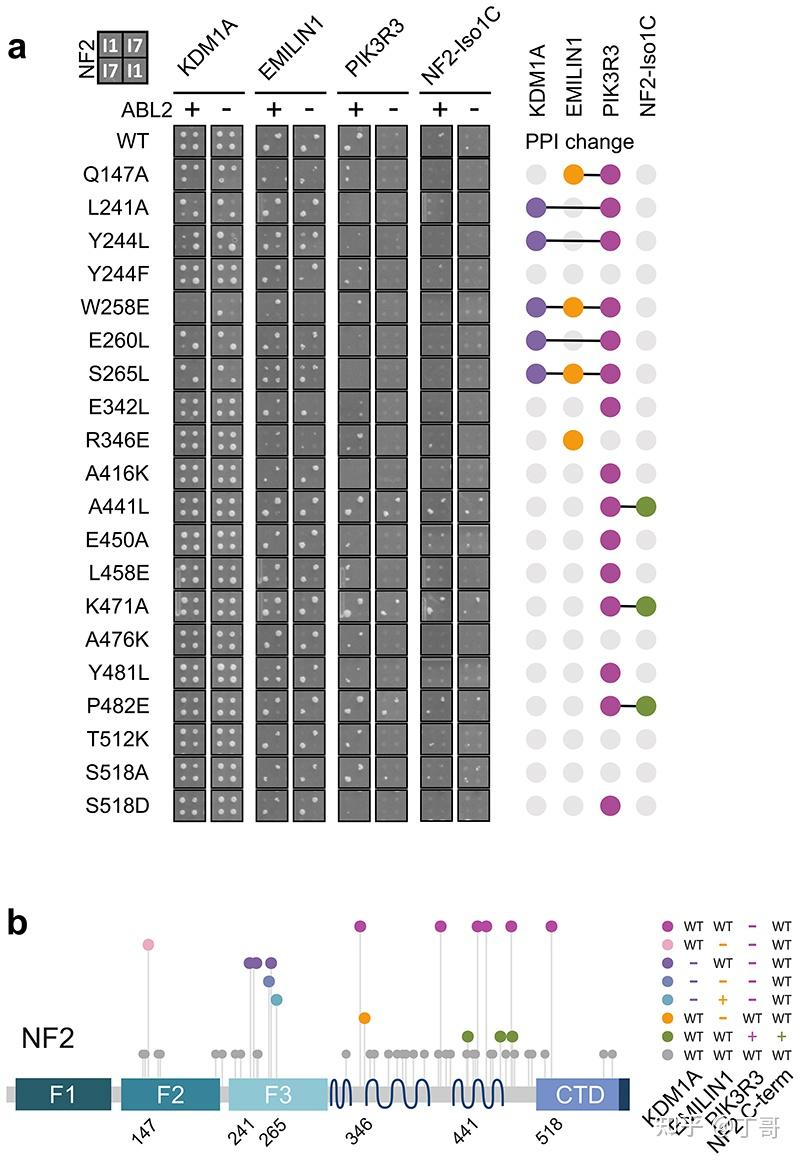 错义变体相互作用扫描揭示了FERM-F3结构域对肿瘤抑制蛋白NF2构象和功能的关键作用 - 知乎