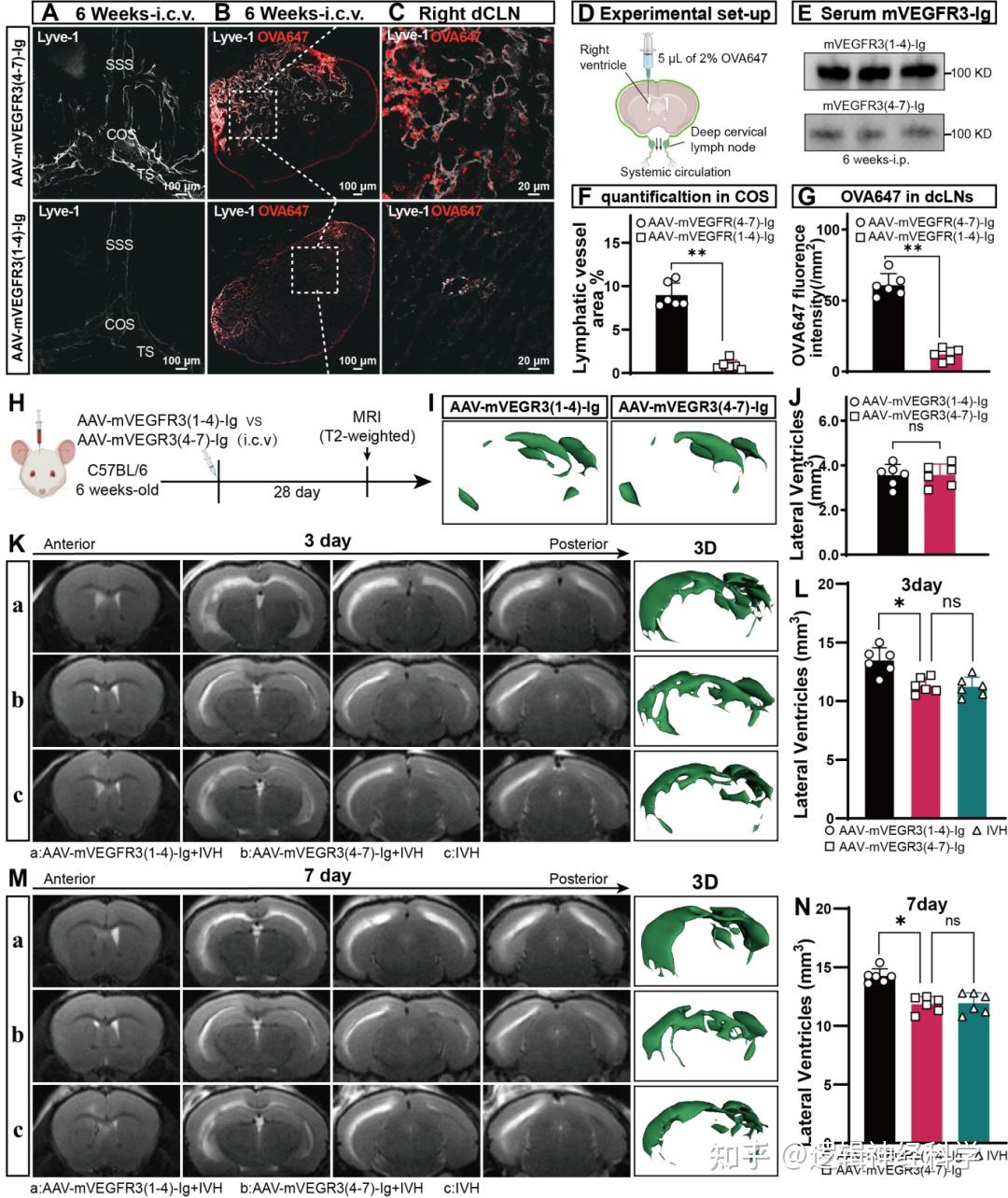 Theranostics︱陆军军医大学西南医院陈志团队揭示脑室出血后中性粒细胞诱捕网介导脑膜淋巴引流障碍加重继发脑积水 - 知乎