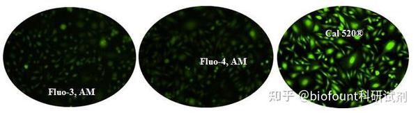 RHOD-2, AM；钙离子荧光探针 - 知乎