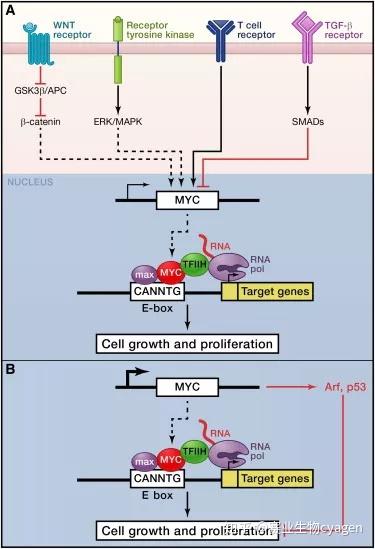 肿瘤研究领域热门基因之MYC - 知乎