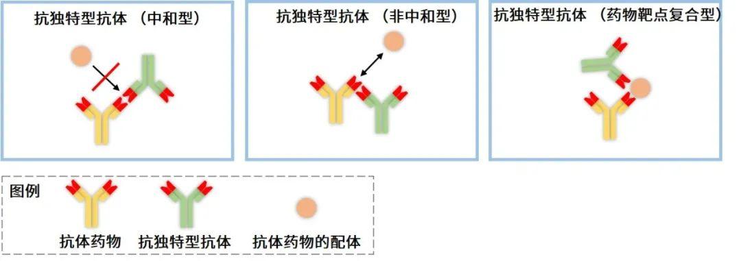 基于LBA技术的抗体类药物临床前PK生物分析策略与路径 - 知乎