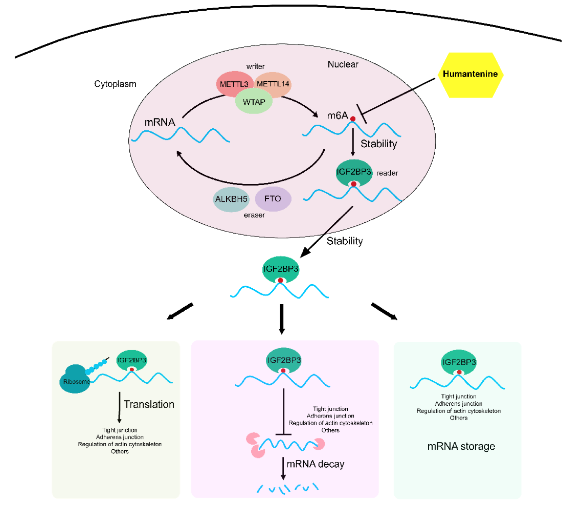 胡蔓藤碱乙（Humantenine）对人结肠癌细胞HCT116的 mRNA m6A修饰及表达的影响 - 知乎