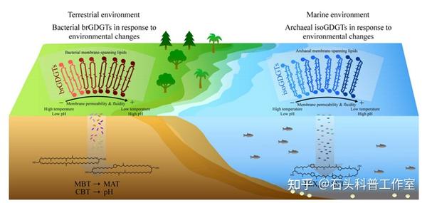 神奇分子在哪里（GDGTs）：微生物是怎么让我们了解气候变化的 - 知乎