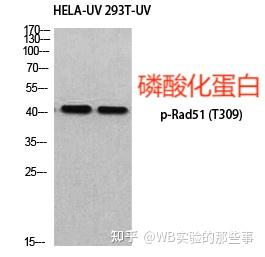 WB实验缓冲液对比，PBST vs TBST - 知乎