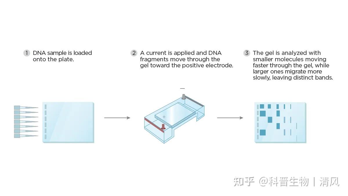 DNA 和 RNA 定量和质量指南 - 知乎