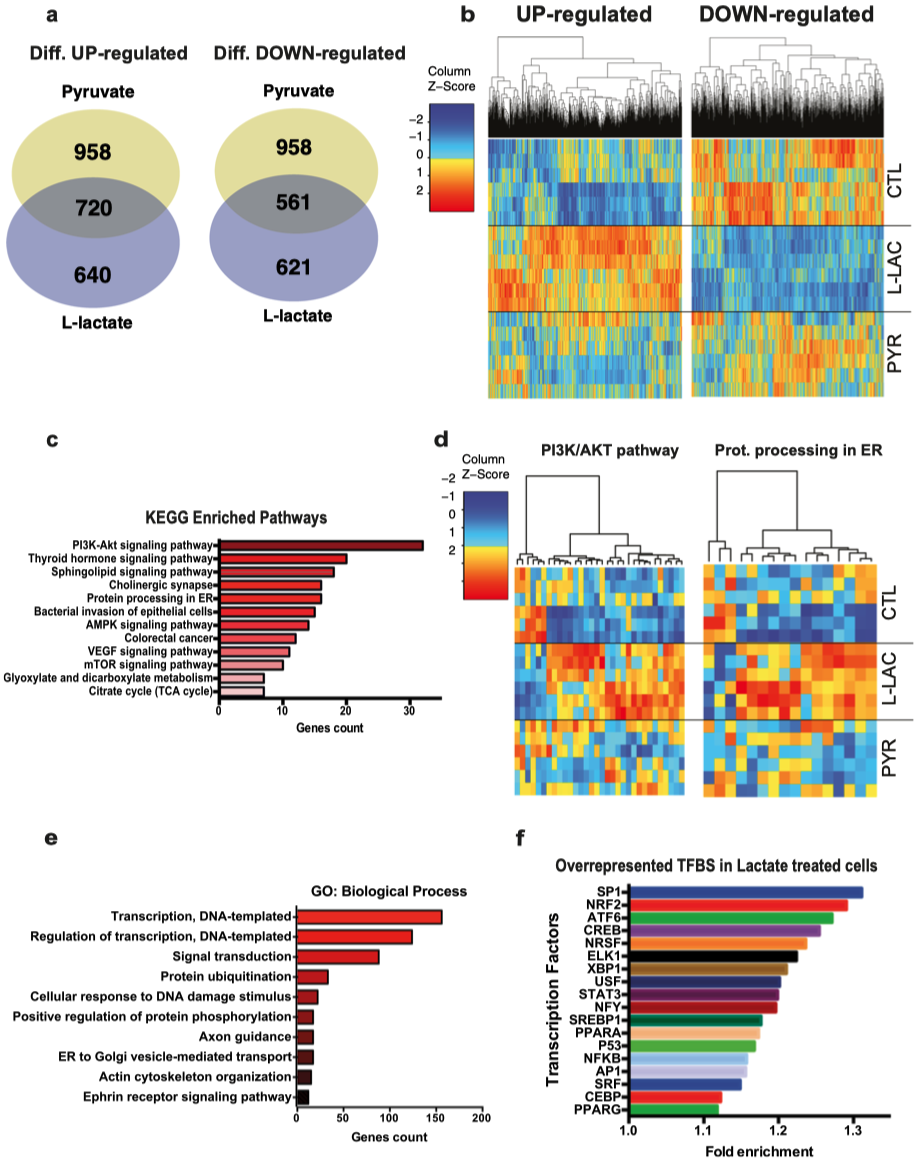 CDD丨乳酸和丙酮酸通过激素 ROS 信号促进氧化应激抵抗 - 知乎