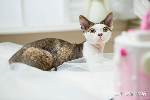 猫咪在床上拉屎的原因 知乎 9585