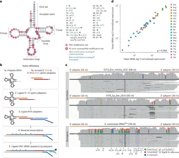 技术 | 如何定量分析tRNA的丰度和修饰？纳米孔RNA-seq大展身手！ - 知乎