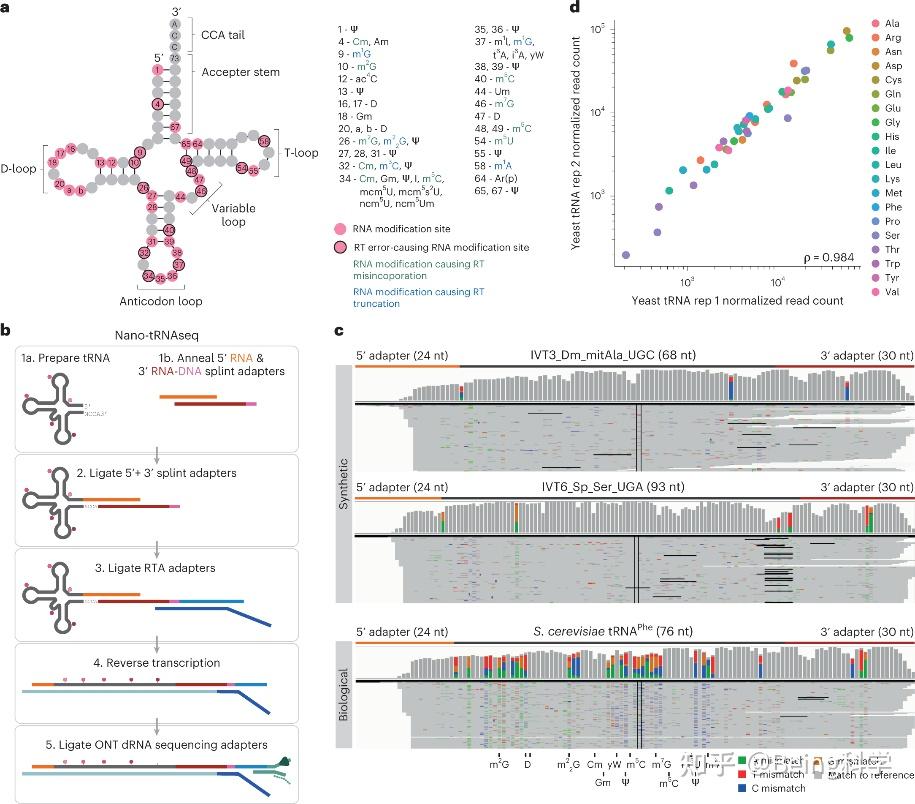 技术 | 如何定量分析tRNA的丰度和修饰？纳米孔RNA-seq大展身手！ - 知乎