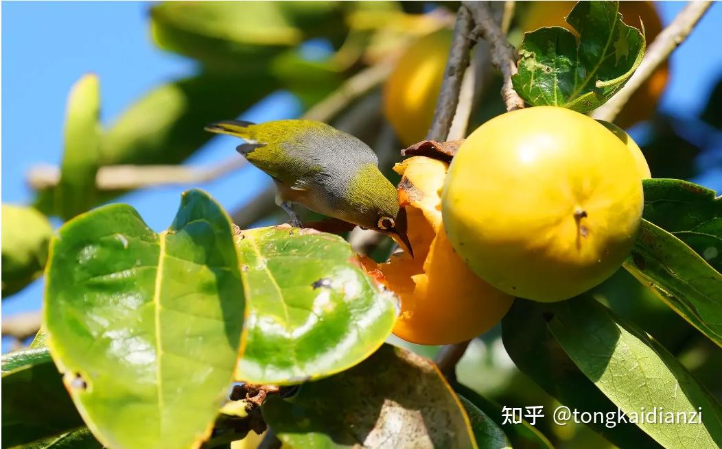 How to repel birds in orchards? 10 Ways to Repel Birds in Orchards - 知乎