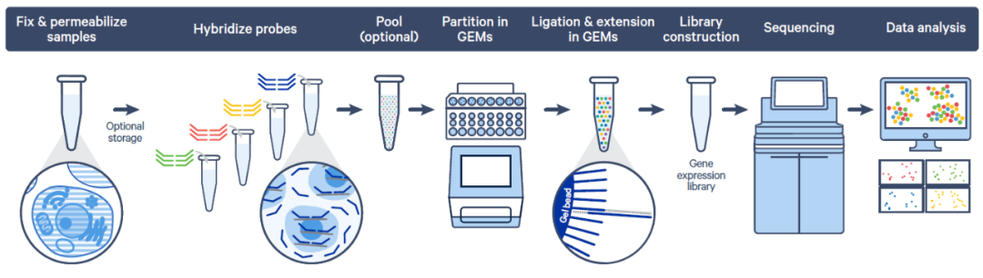 打破样本处理阻碍，单细胞样本状态锁定—— Fixed RNA数据一览 - 知乎