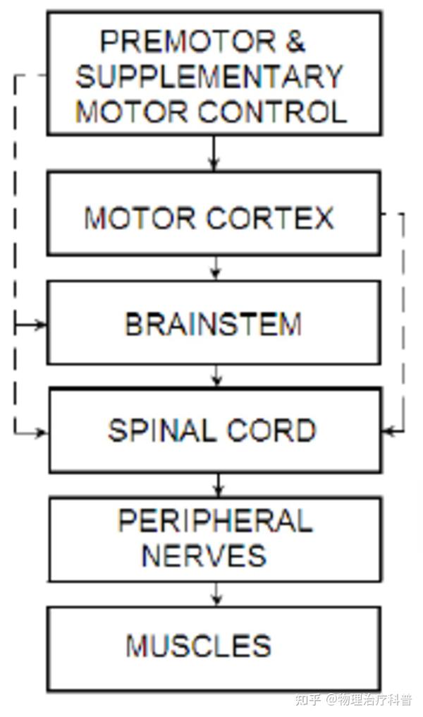 运动控制理论（THEORIES OF MOTOR CONTROL） - 知乎