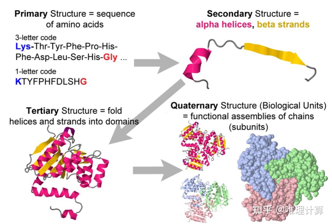 6种pdb文件获取方式，与蛋白质进一步深入邂逅的必备技能！ - 知乎
