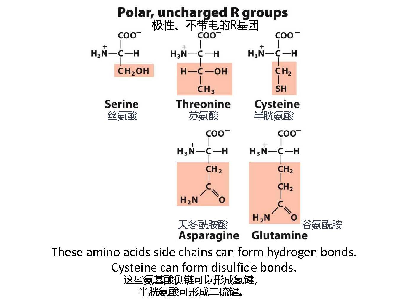 莱宁格生物化学原理 Lehninger Principles of Biochemistry 重点划线 导读双语课件 - 知乎