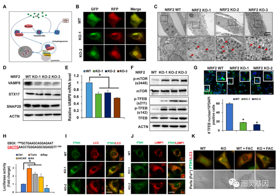 Sci Adv ｜ 铁稳态和铁死亡新机制为难治性和复发性癌症提供可能 - 知乎