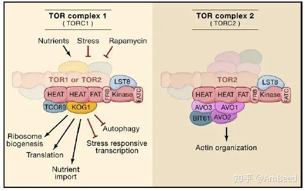【AmBeed解读】mTOR的作用靶点及作用机制的分析 - 知乎