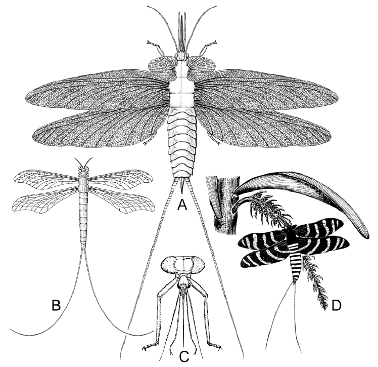 【地球演义】六足传奇7：蝗食蜩饮 - 知乎
