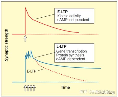 突触效能的长时程增强（LTP）和抑制（LTD） | 学习和记忆 - 知乎