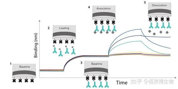 Avi-Tag+BLI 珠联璧合：重组表达生物素化蛋白用于生物分子互作实验 - 知乎