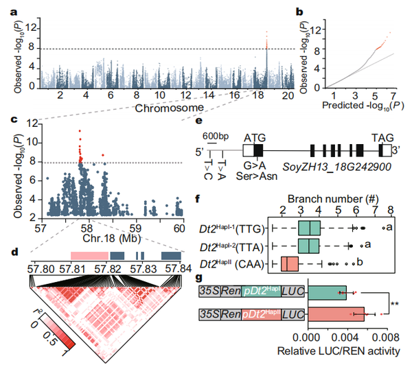 【干货分享】GWAS-如何轻松玩转性状定位 - 知乎