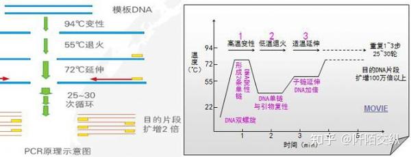 PCR反应体系与反应条件分享 - 知乎