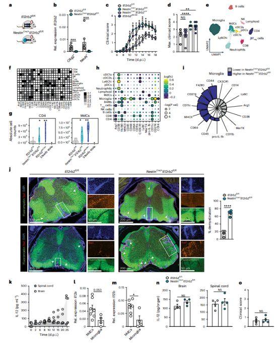 Nat子刊：IL-12是如何发挥神经保护作用的？ - 知乎