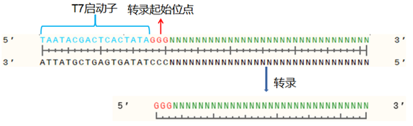 T7 High Yield RNA Transcription Kit - 知乎