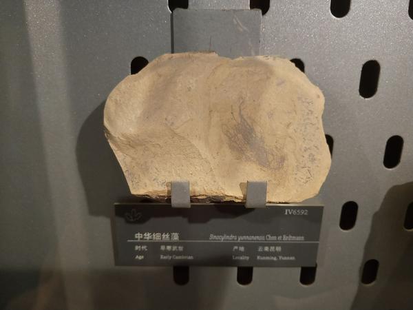 地质博物馆记行：馆藏.寒武纪篇 - 知乎