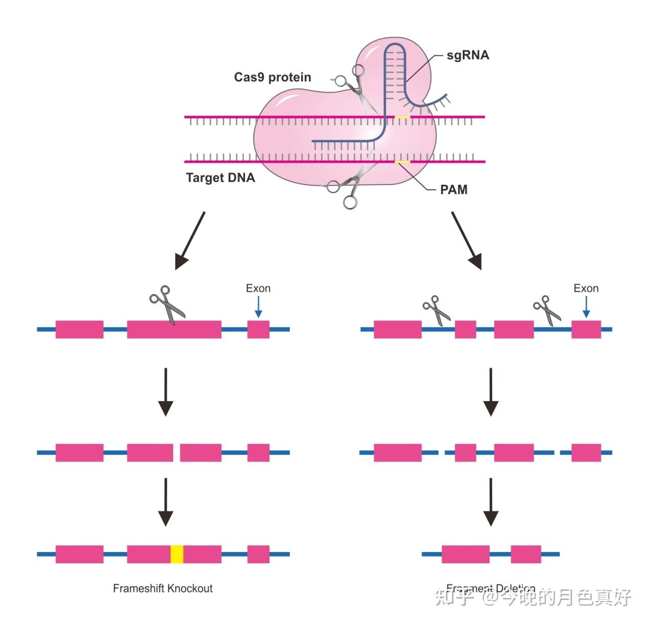 An CRISPR-Cas9 Mouse for Simultaneous Readout of Lineage and Gene ...