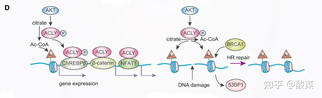 这篇1.6万字的重磅综述是能打开你科研思路的月光宝盒 - 知乎
