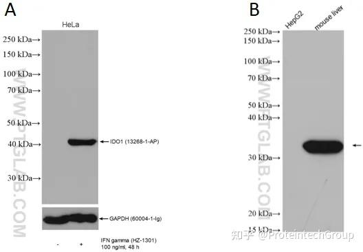 WB条带与计算值不一致？全面原因分析和解决方案来啦！ - 知乎