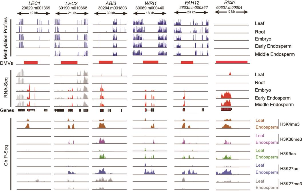 BMC Biology︱徐伟/刘爱忠揭示DNA甲基化谷在种子特异基因表达方面的作用机理 - 知乎