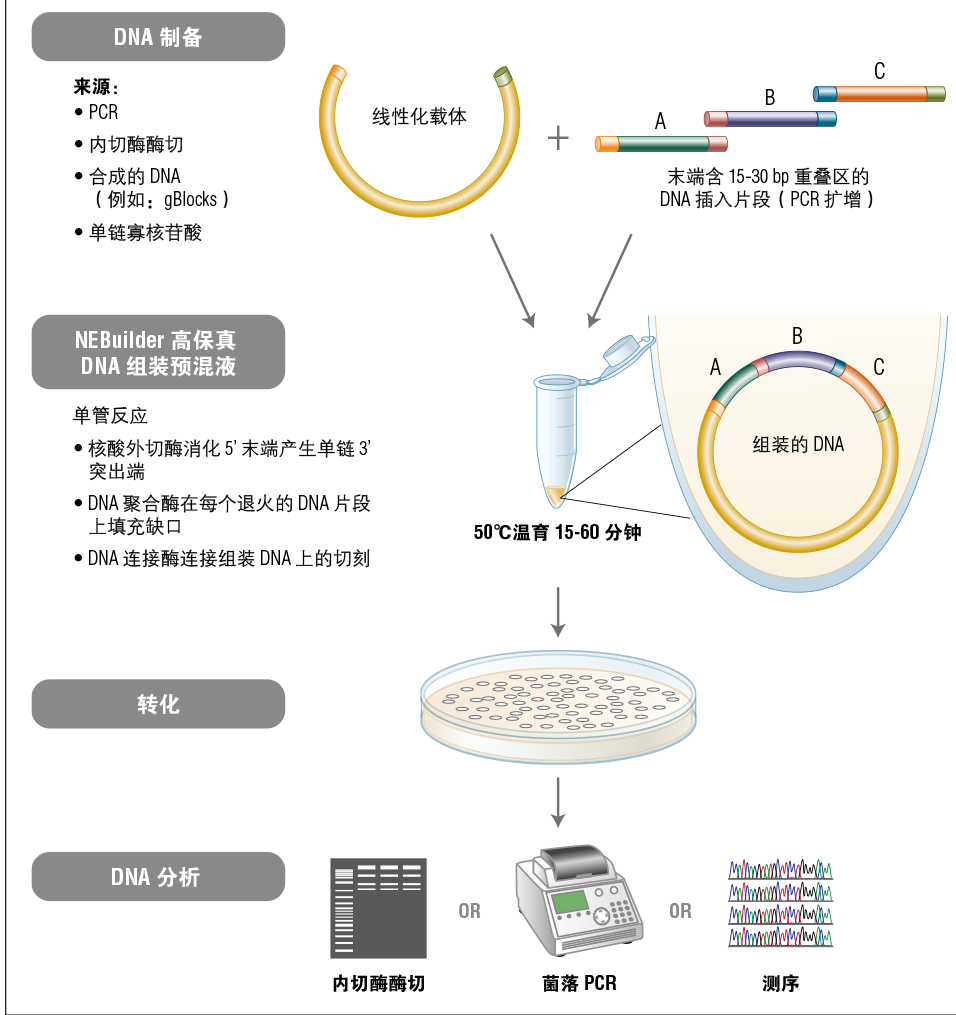 NEB @ 你，合成生物学技术盘点（三）- 无缝克隆实验干货集锦 - 知乎