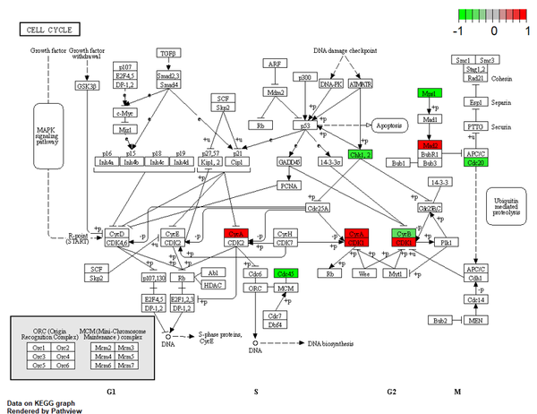 R语言KEGG信号通路富集分析（enrichplot、ggplot2、pathview绘图） - 知乎