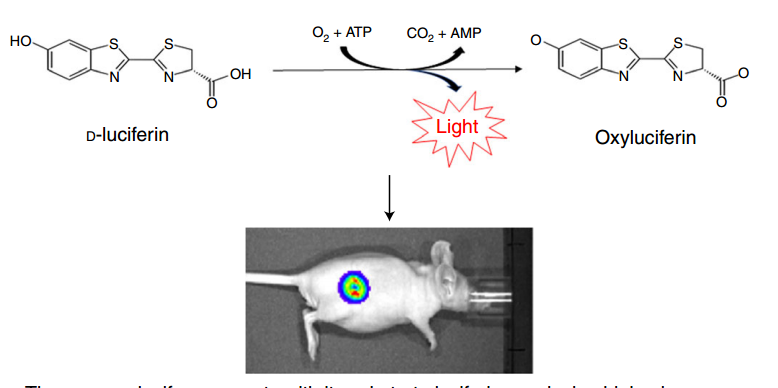 《Nature Protocols》精读：CDX模型在临床前癌症研究中的应用 - 知乎