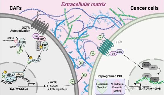 欧易生物解读——发现口腔鳞癌复发新机制 - 知乎
