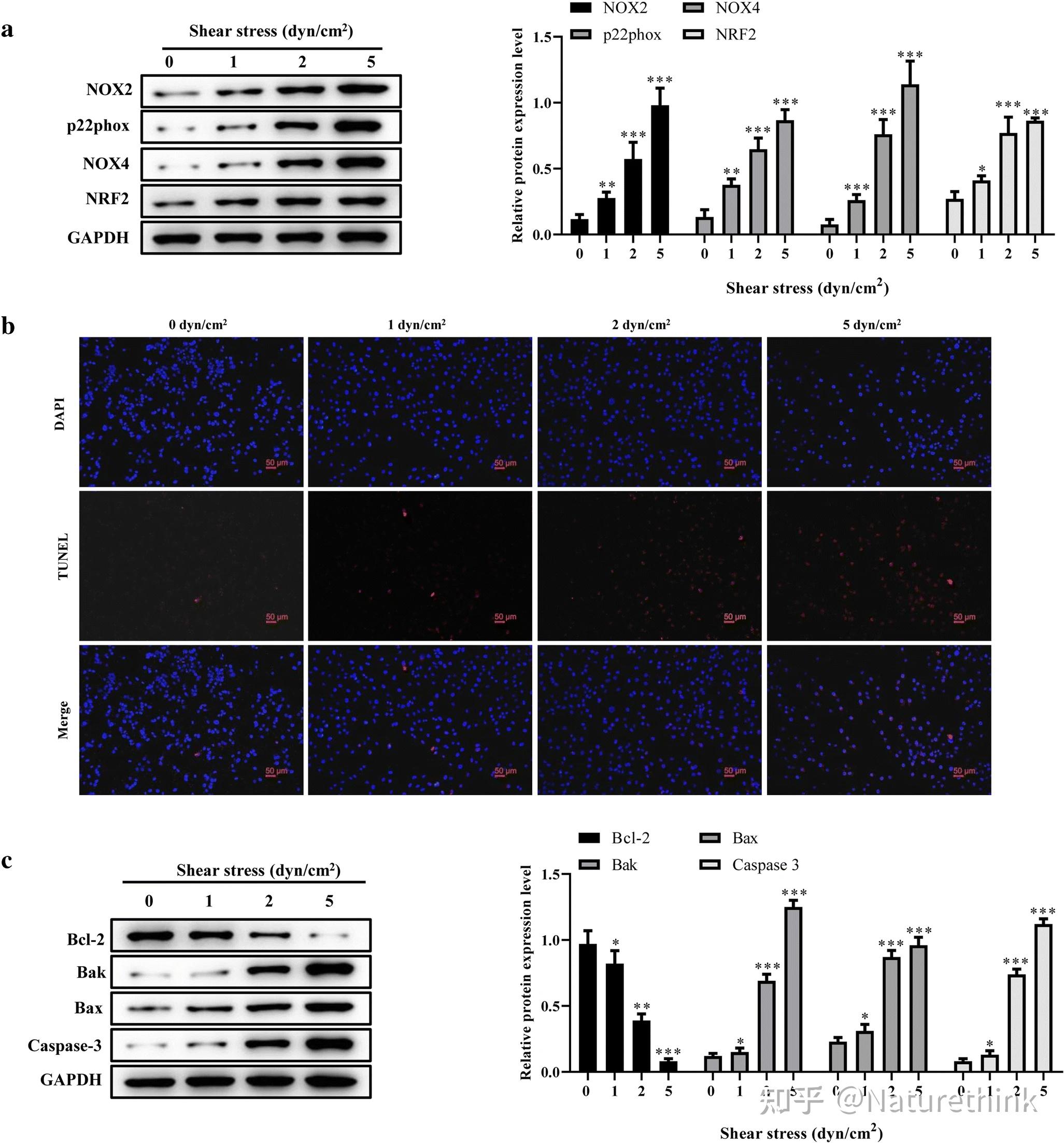 MiR-137 通过 JNK/AP-1 信号通路调节低强度剪切应力诱导的人主动脉内皮细胞凋亡 - 知乎