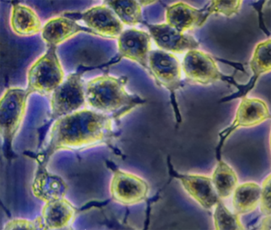 NEST|293T细胞怎样才能养得好？ - 知乎