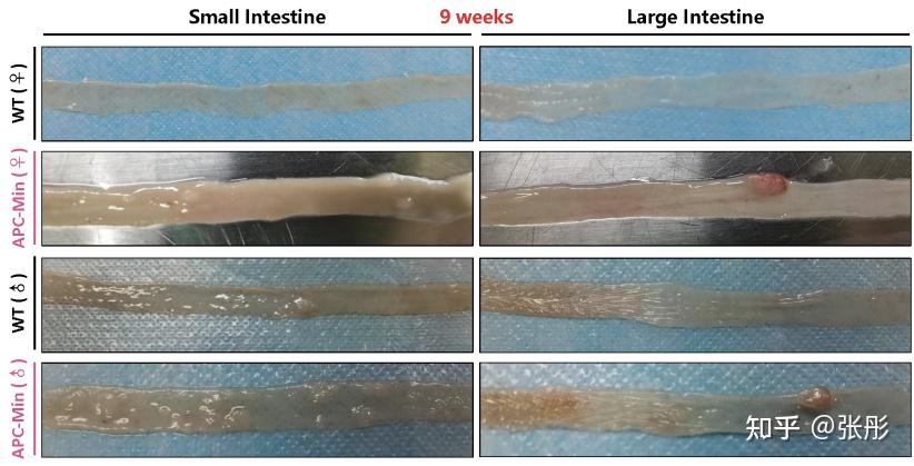 APC-Min小鼠｜肠道肿瘤小鼠模型（结直肠癌模型） - 知乎