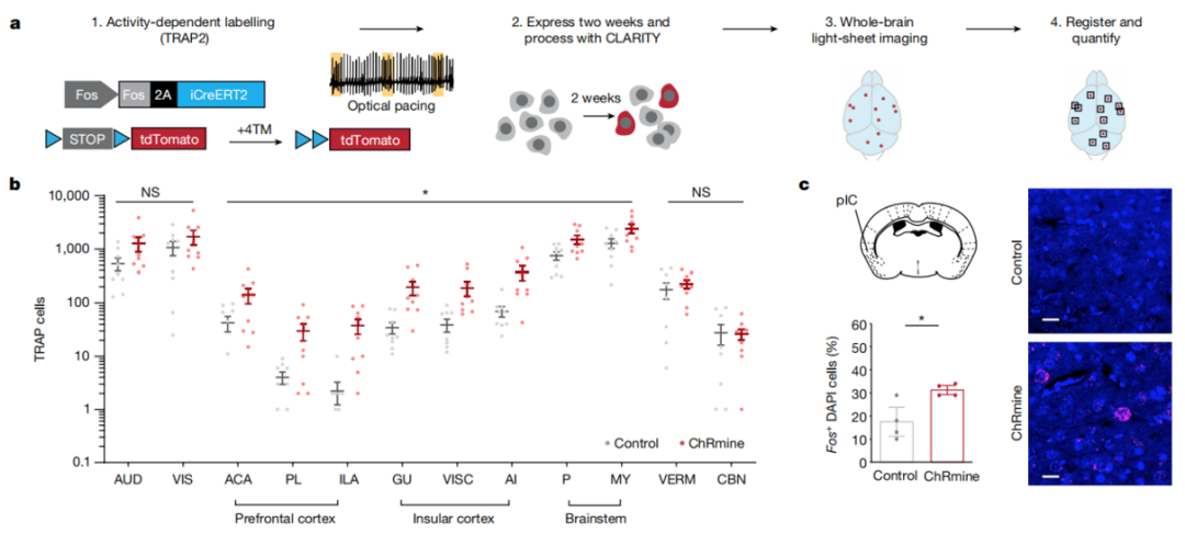 小布实用Tips ｜ 神经元活动依赖工具系列之一：TRAP2 - 知乎